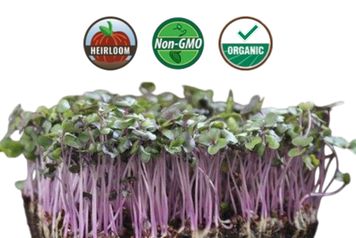 Organic Cabbage Microgreens - 38oz container – Crunchy Greens Delivered ...